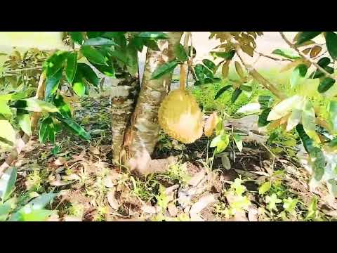 Perdana DURIAN MONTOK || Khas P. Bangkalan Kalimantan Barat
