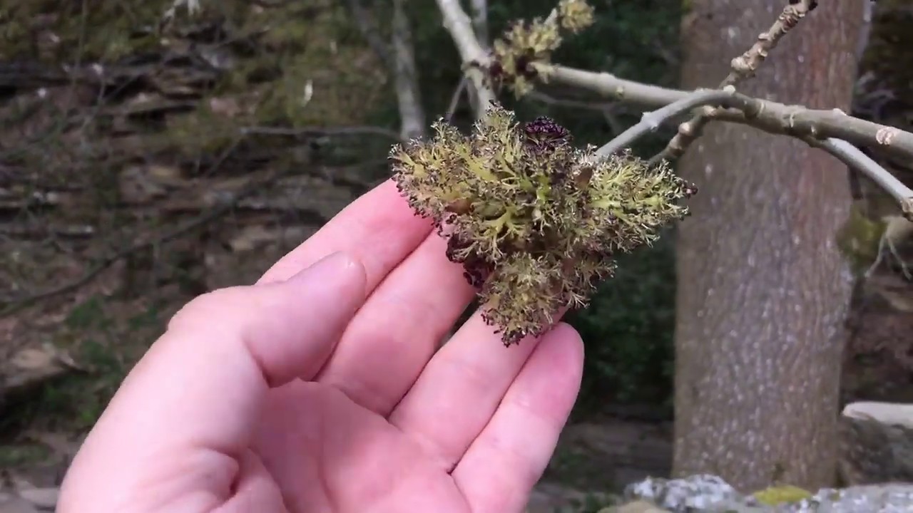 Flowering Ash Tree - YouTube