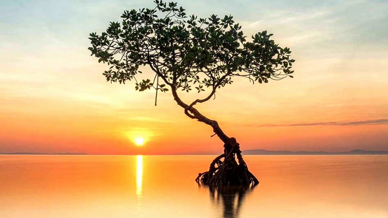 Strange Trees (HD1080p) - YouTube