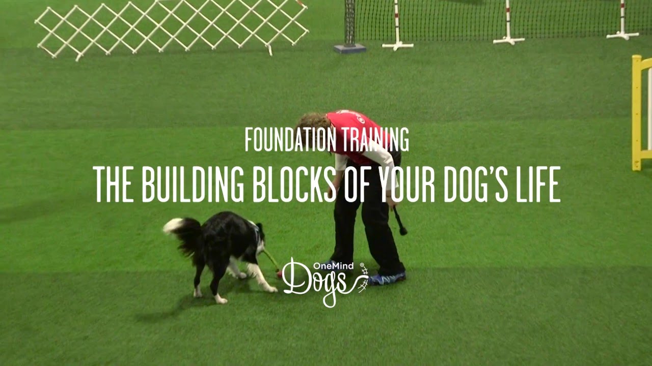 Foundation Training - The Building Blocks Of Your Dog’s Life - YouTube