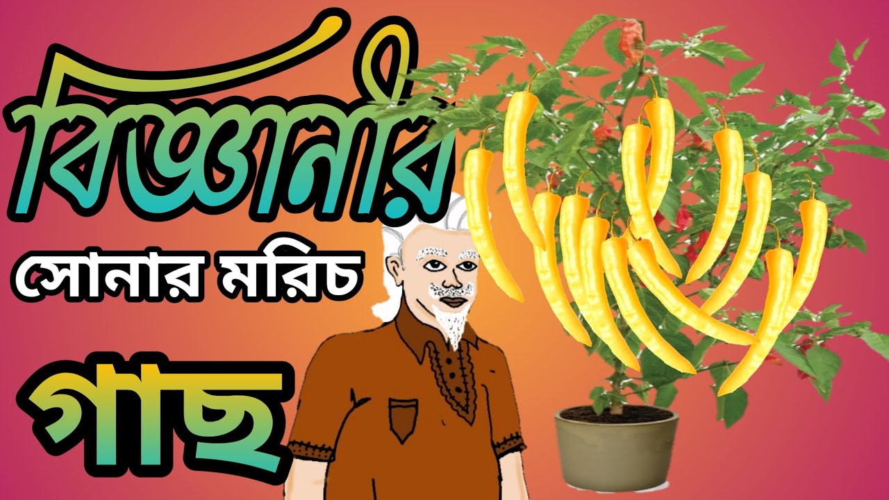 বিজ্ঞানীর আবিষ্কার / Gold morich tree / thakurmar juli - YouTube
