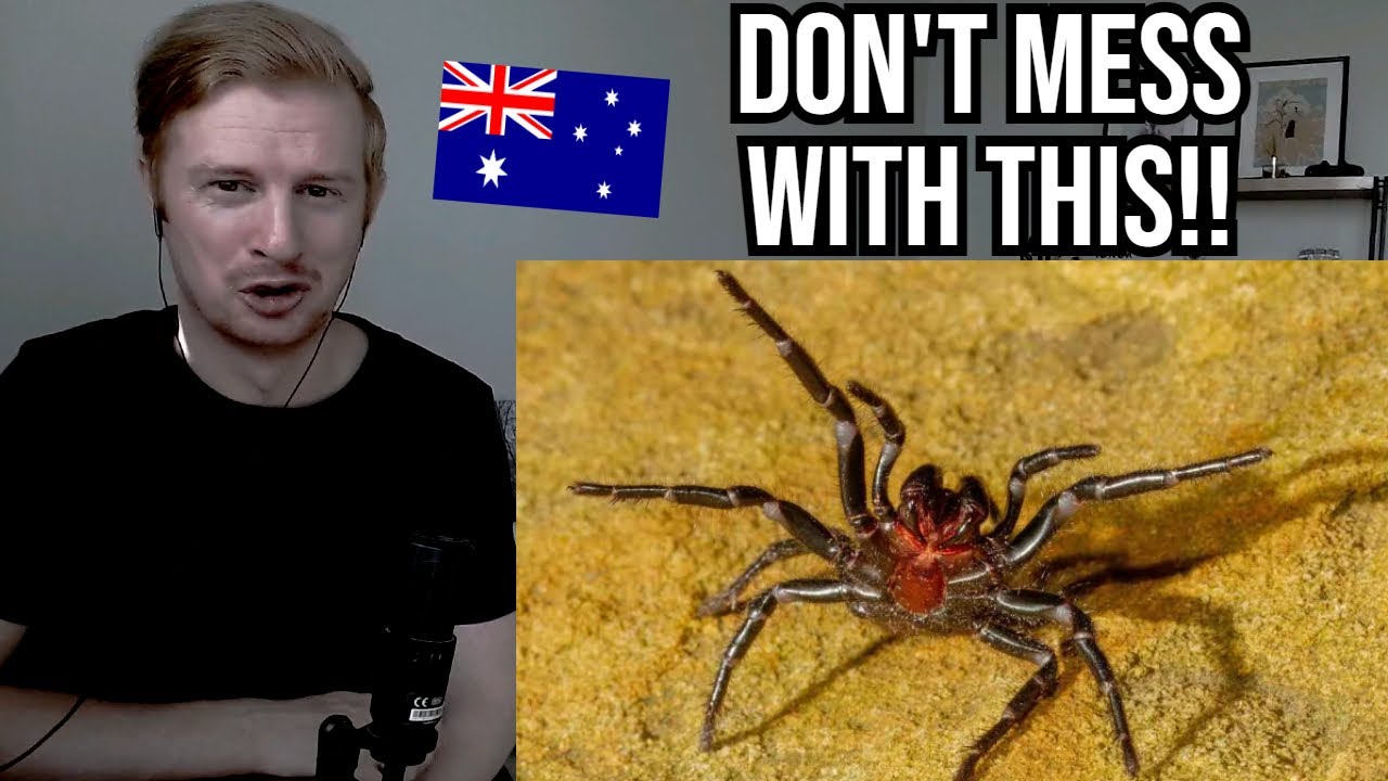 Reaction To 10 Most Dangerous Animals In Australia - YouTube