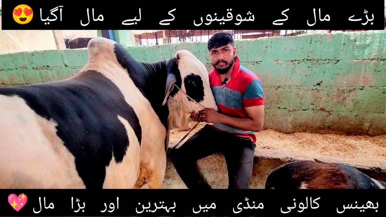 Bhains Colony Surjani Town Mandi 2023 | Qurbani K Janwar 2023 | Shayan ...