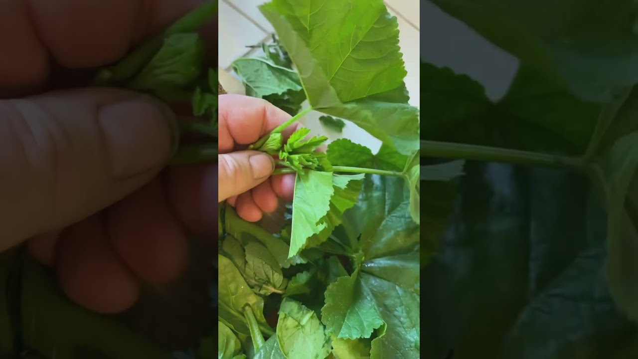 Common Mallow + How to Eat Healing Edible Weeds - YouTube