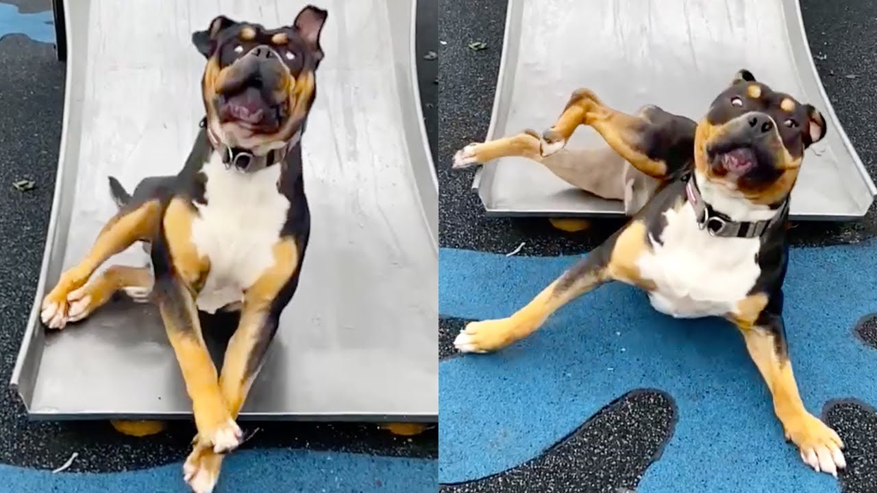 DOG FALLS DOWN SLIDE 😂 🐶 | FUNNY DOGS - YouTube