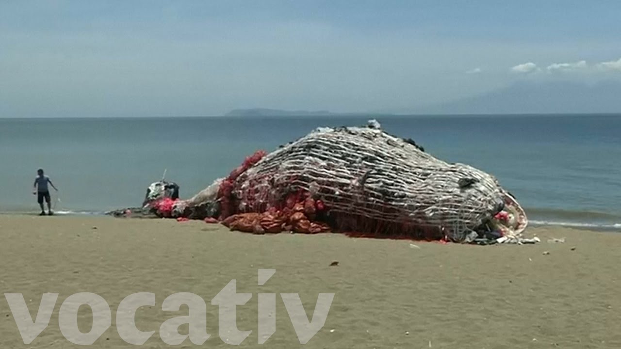 This ‘Beached Whale’ Is Made Of Trash From The Ocean - YouTube
