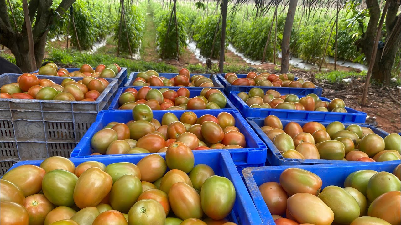 Sample 6242 syngenta tomatoes 🍅 - YouTube