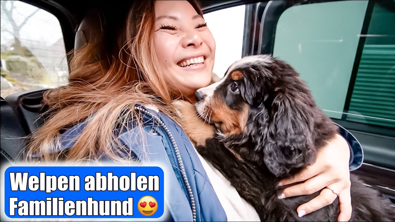 Wir holen unseren Welpen ab 😍 1. Autofahrt nach Hause! Berner ...