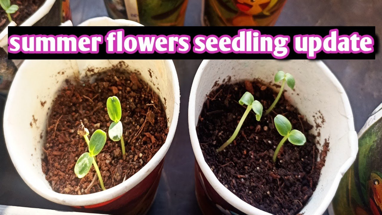 summer flowers's seedling 🌱🌱update video||easy method for growing SEEDS ...