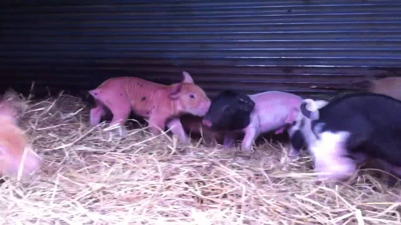 3 day old pigs - YouTube