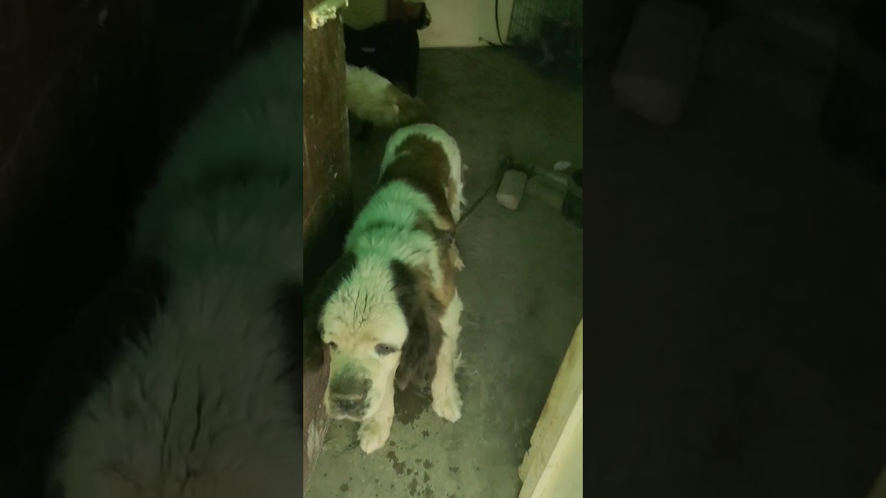 a Jao dog ko khana dene chalte #vlog #minivlog #viral #shortvideo # ...