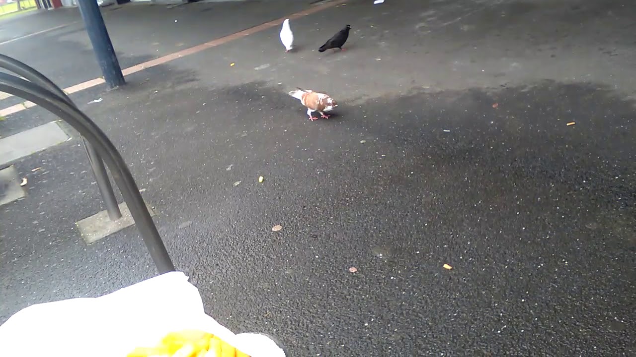 Retarded birds - YouTube