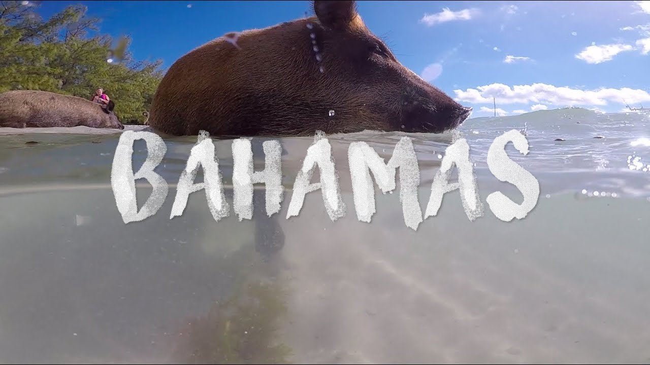 Bahamas- Swimming with pigs (Treasure Cay) in 4K - YouTube