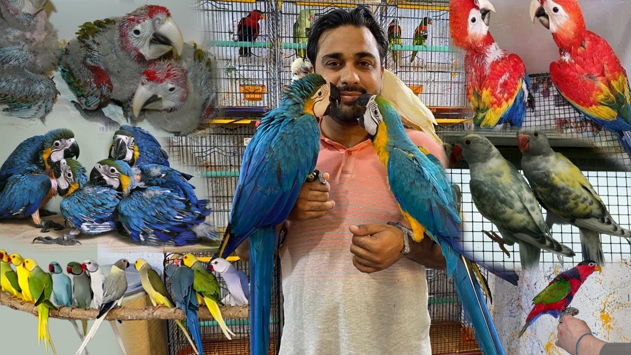 Big Exotic Parrot Setup | Masha ALLAH Pet's House | Birds Paradise Information - YouTube