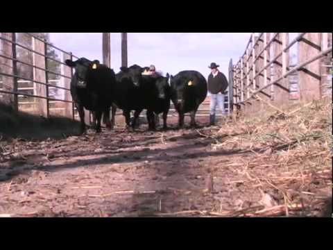 Stucky Ranch, Annual Angus Production Sale, March 10, 2010 - YouTube