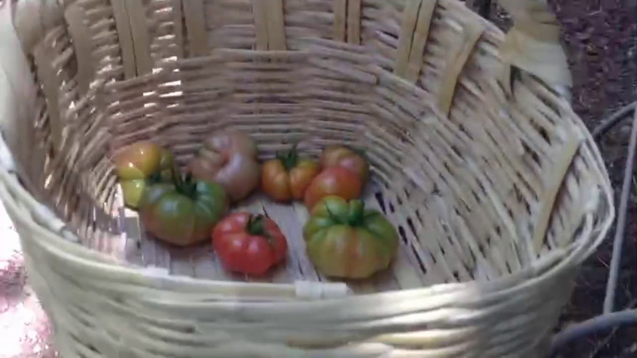 PRIMER COSECHA DE TOMATE RIÑON - YouTube