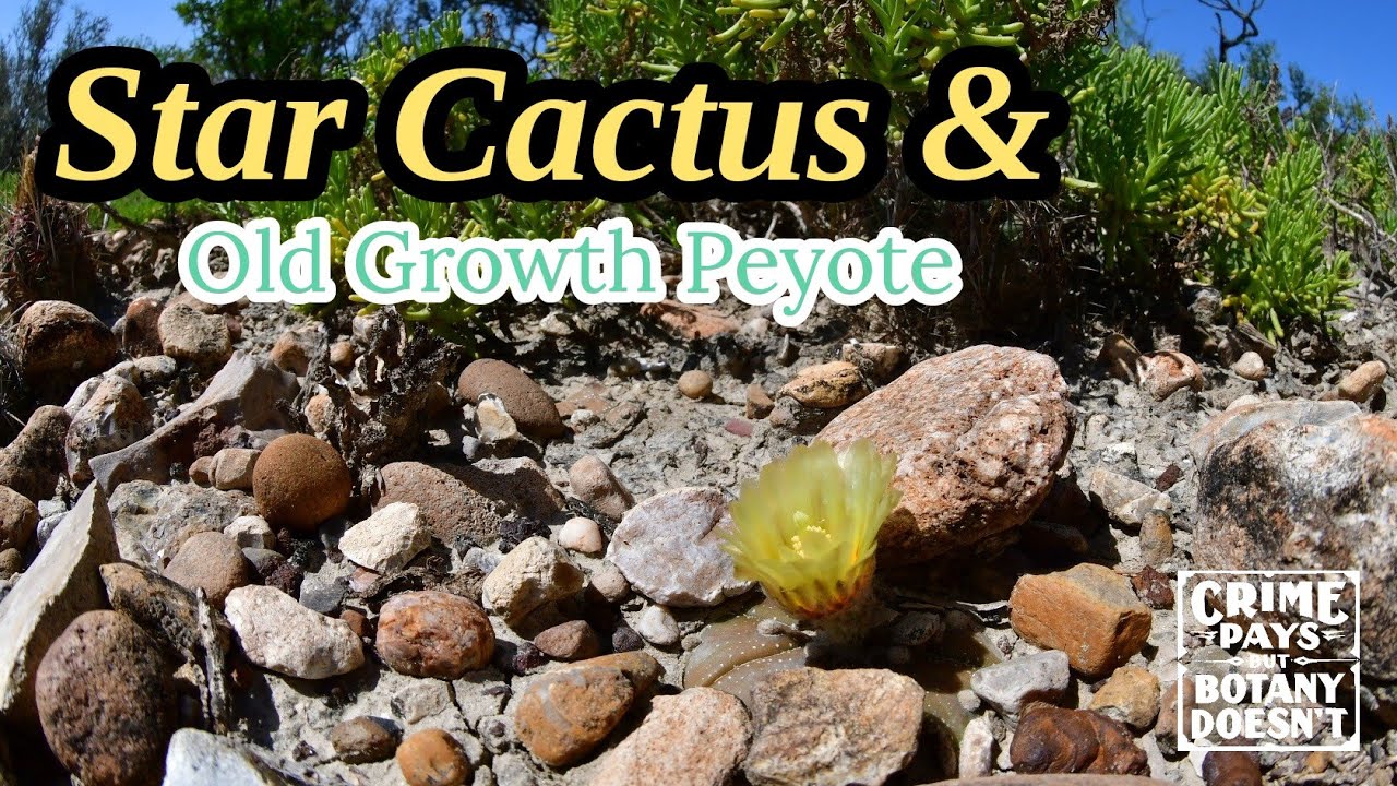Star Cactus Blooming in Habitat - YouTube