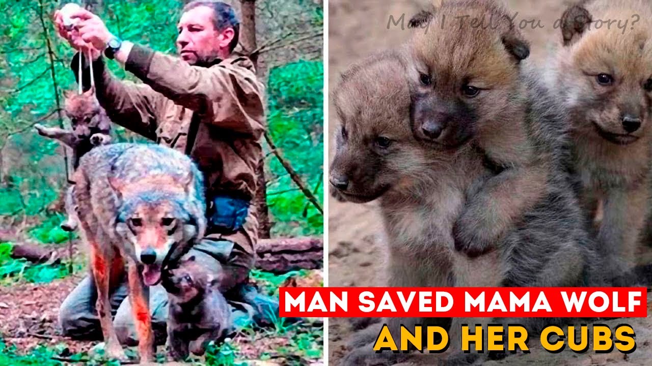 Man saved mama wolf and her cubs. Years later something impressive ...