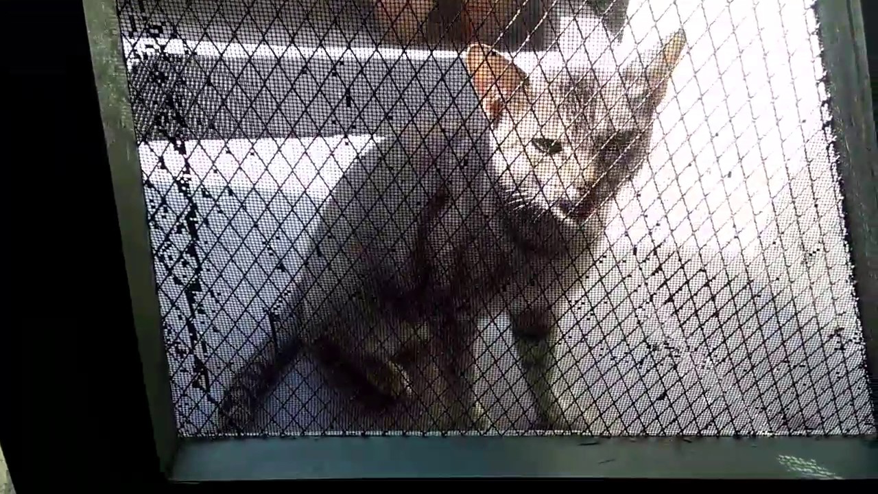 Cat pleading to get inside - YouTube