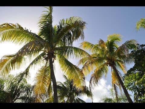 My Coconut Trees Laid to Rest - YouTube
