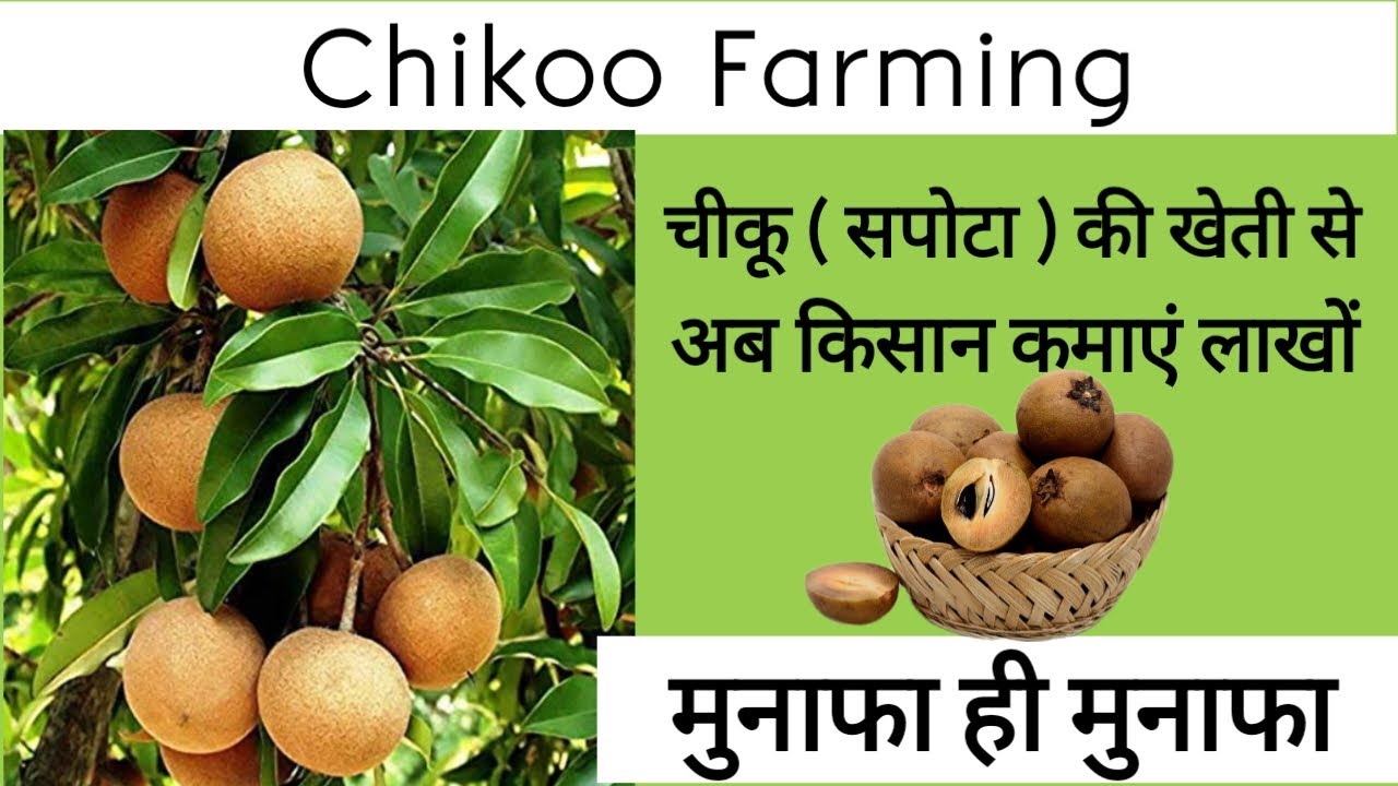 chikoo farming , how to farm chikoo , chikoo [ sapota ] ki kheti kaise ...