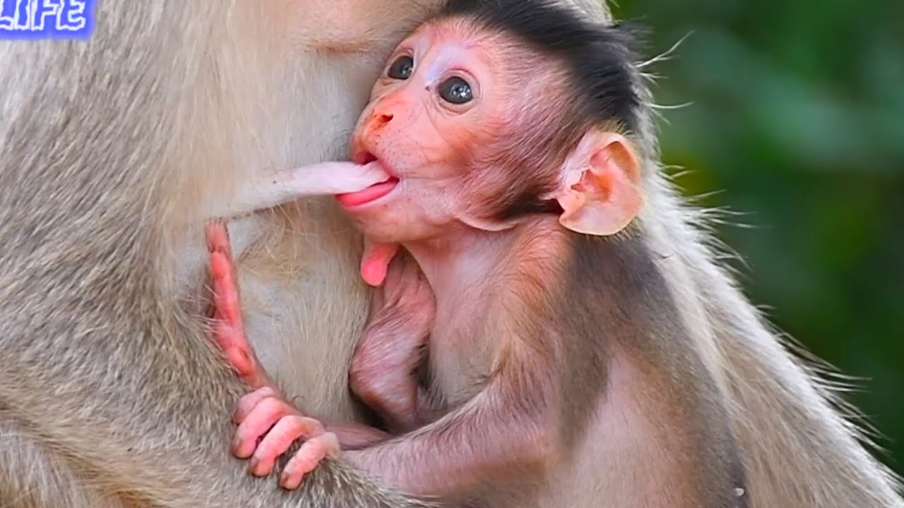 1-Hour, Most Precious Baby Monkey Moments of Nature, Adorable Wildlife ...