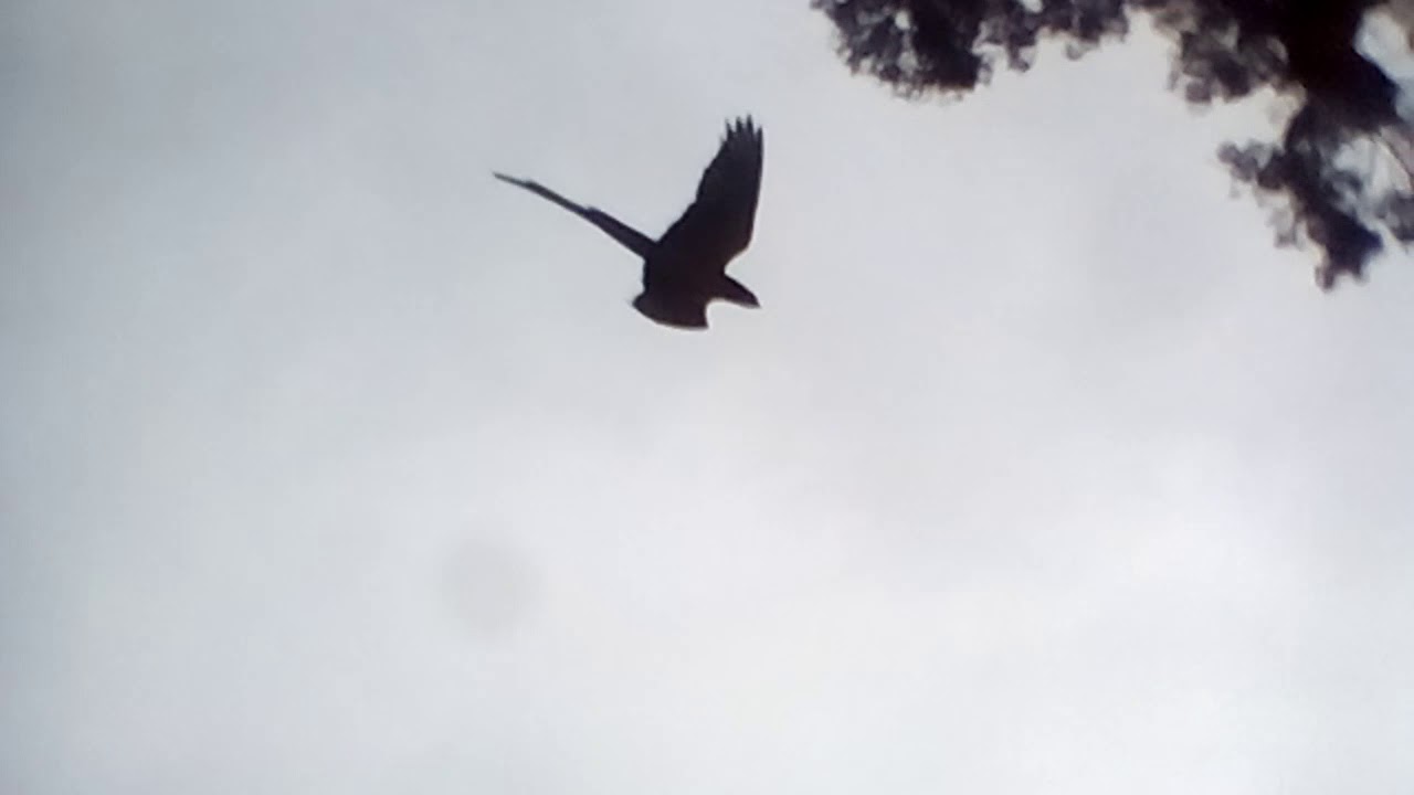 Let the birds fly - YouTube