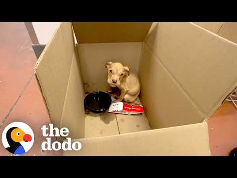 Puppy Was Abandoned At A KFC — Then This Couple Changed His Life | The Dodo