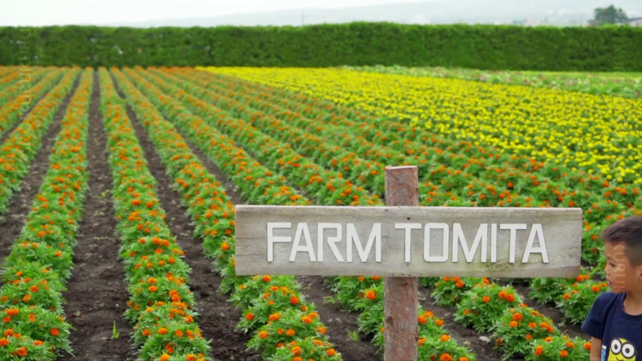 [KURUKURUBUS] HOKKAIDO FARM TOMITA - YouTube