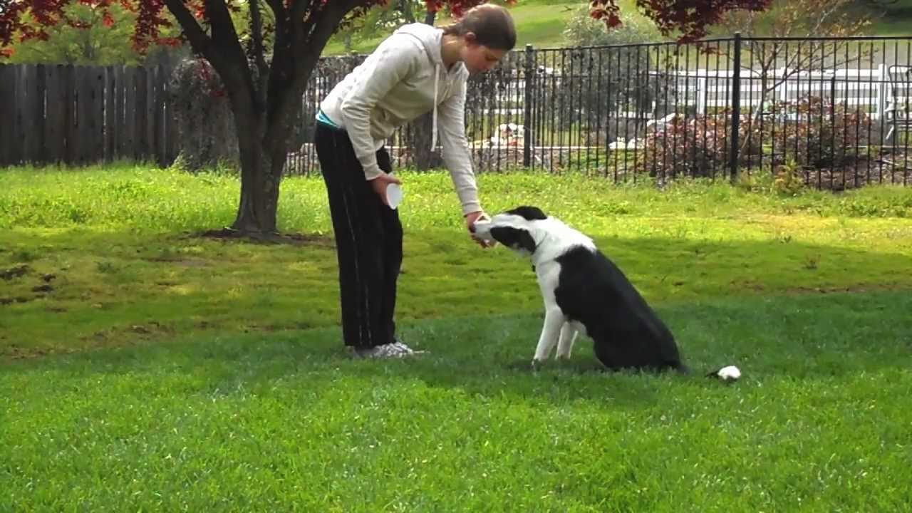 How to Make a Fun and Easy High Value Reward for Your Dog! - YouTube