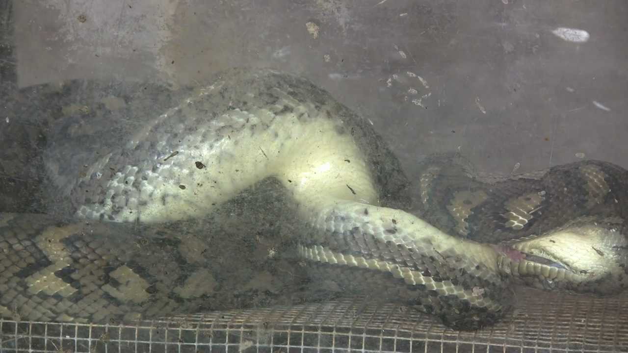 Snake eating rat pup (3) - YouTube