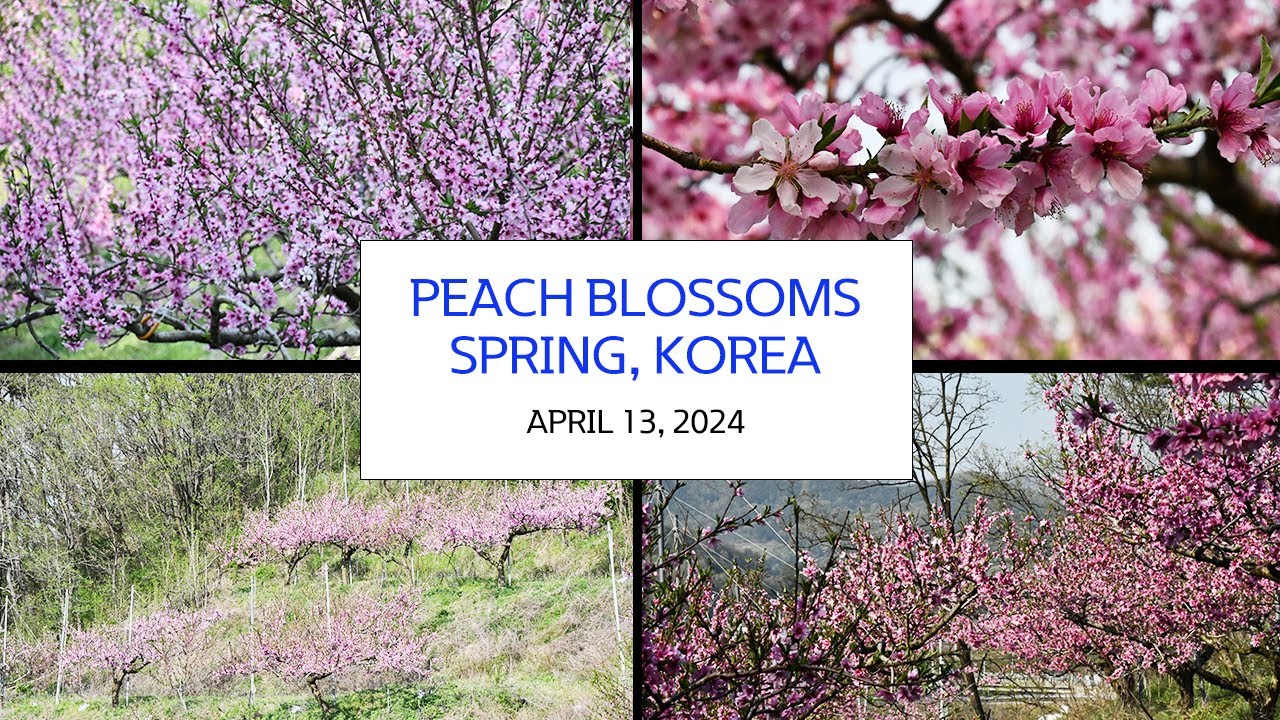 Korean peach tree blossoms 20240413 4K - YouTube