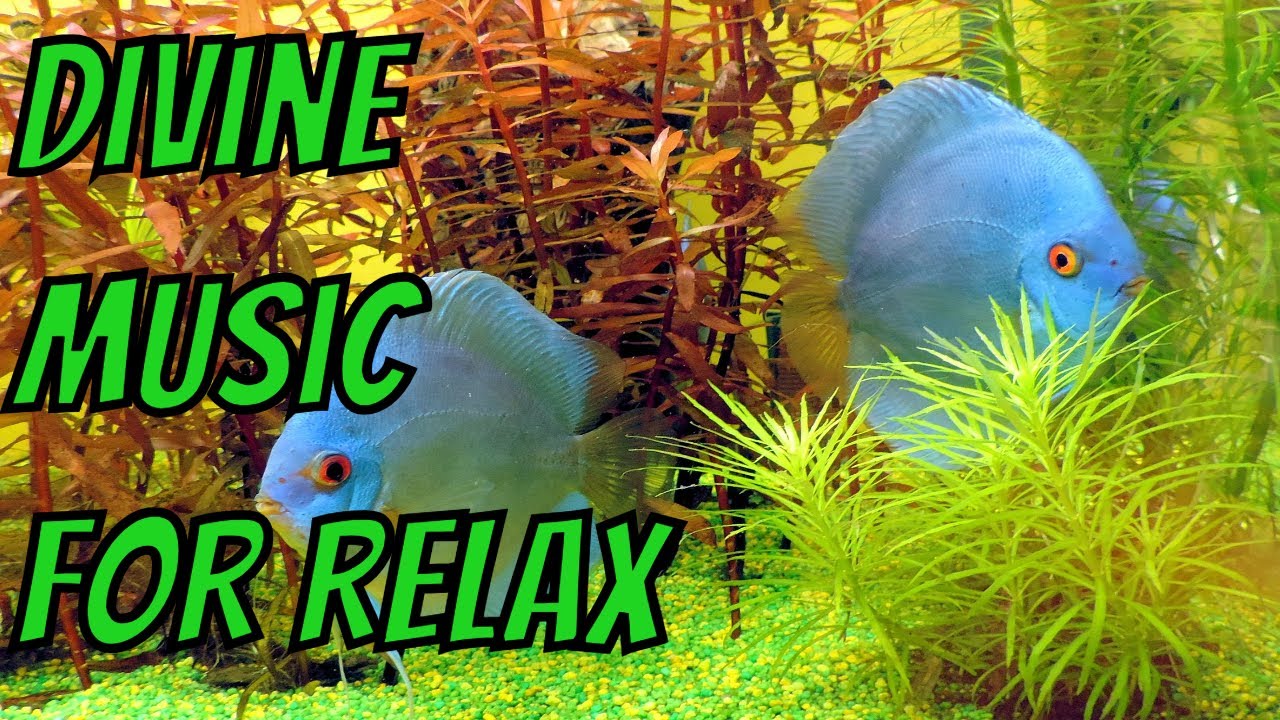 DIVINE INSTRUMENTAL MUSIC FOR RELAXATION - YouTube