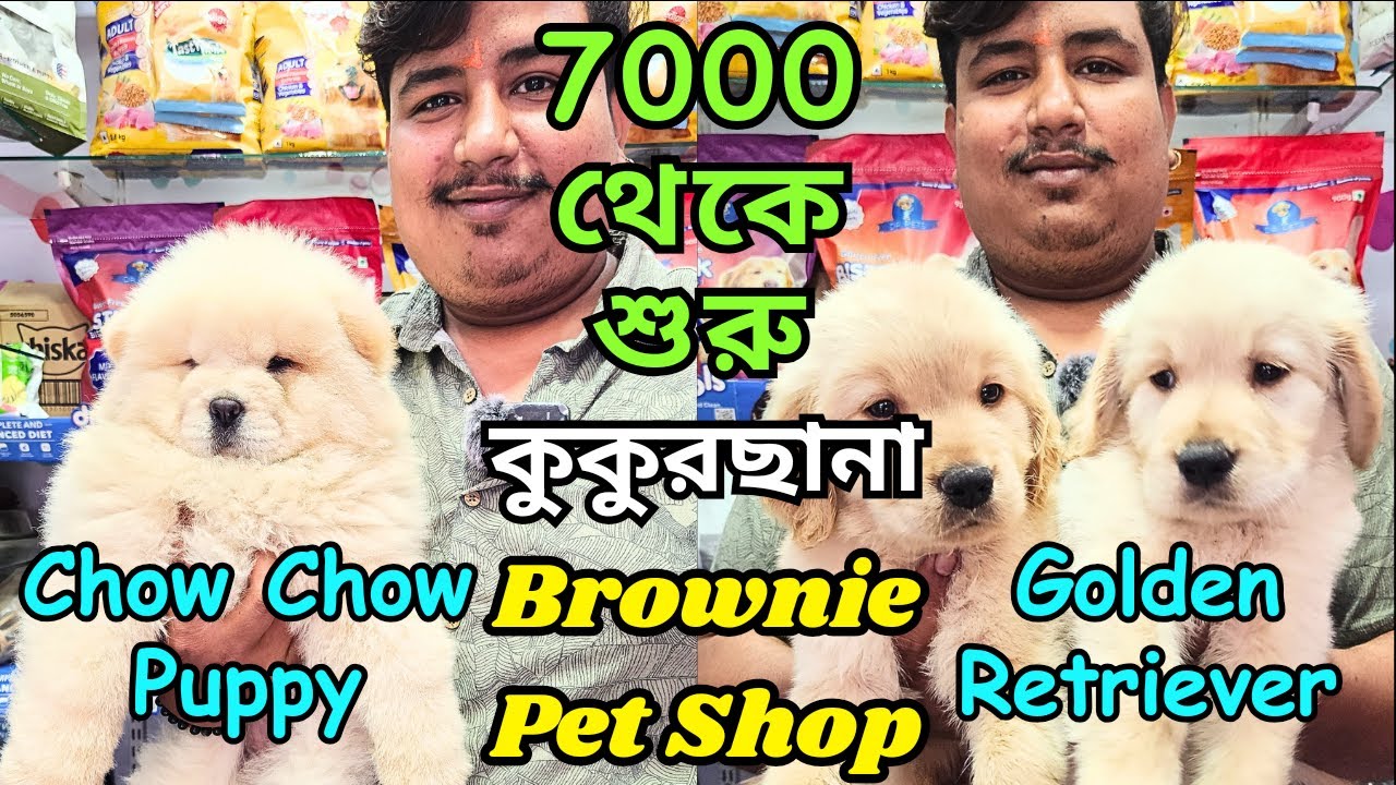 Biggest Pet Shop In West Bengal All Breed Puppies Available Low biggest-pet-shop-in-west-bengal-all-breed-puppies-available-low