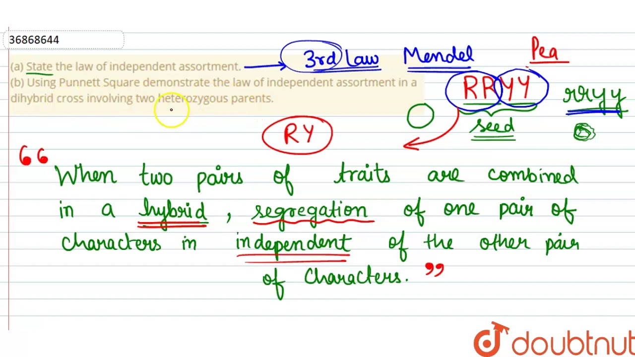 Independent Assortment Punnett Square