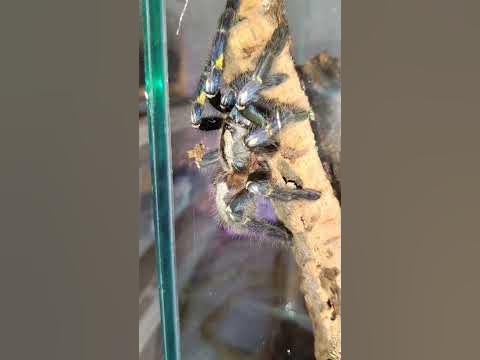 NEJJEDOVATĚJŠÍ SKLÍPKAN SVĚTA? #pavouk#pavouci#chov#chovatel#sklipkan#teraristika#cz#czech# ...