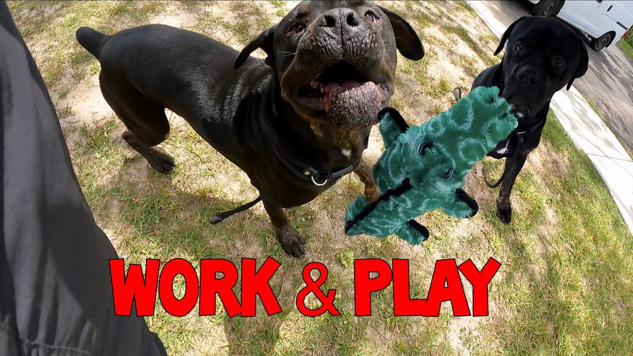 Using Toy As Motivator For Off Leash Work With Corso | Loki - YouTube