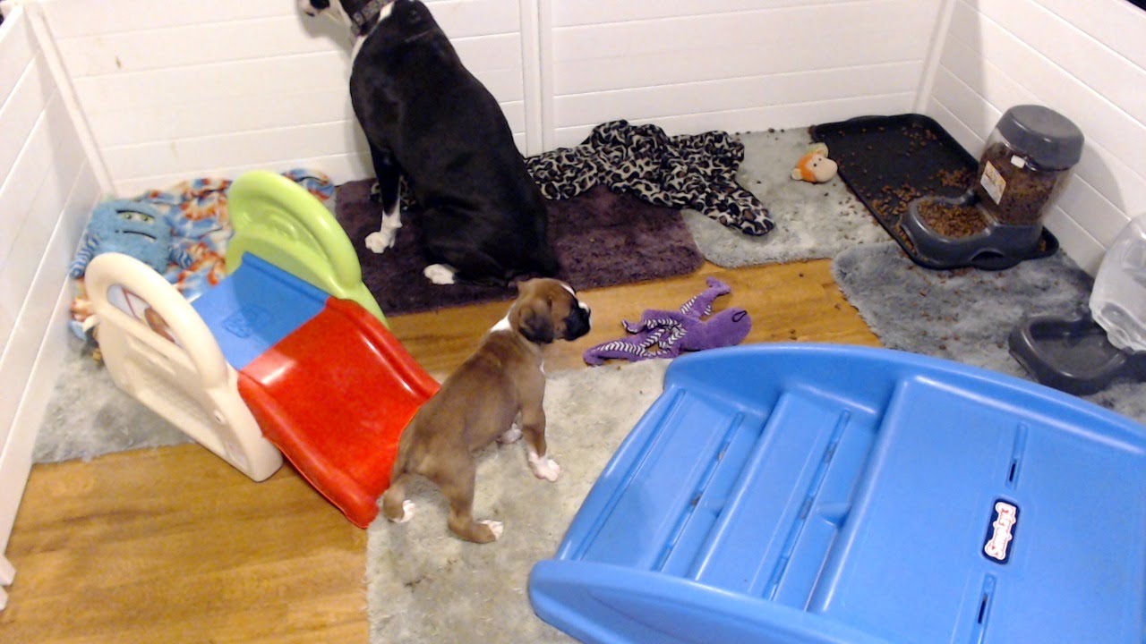 WATCH the Litters of PENNY'S BOXER PUPPIES Live! - YouTube