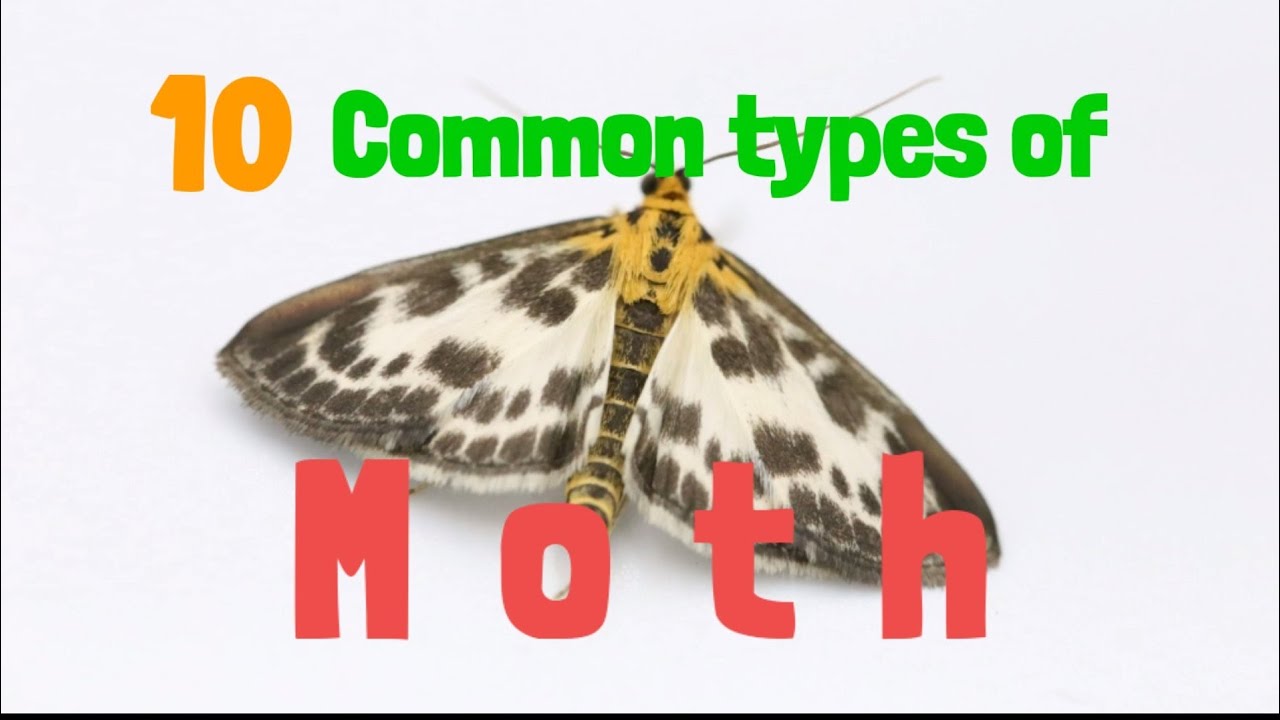 10 common types of Moth - YouTube
