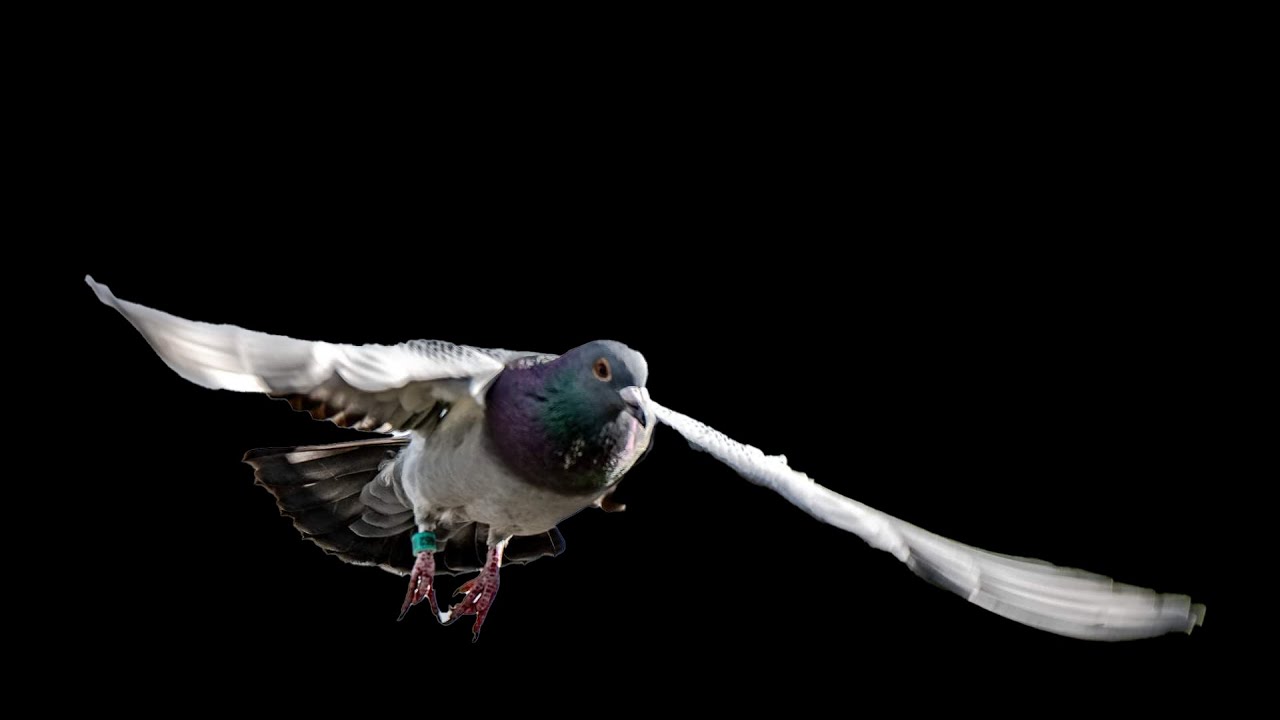 top racing pigeons tips what makes a good pigeon or champion - YouTube