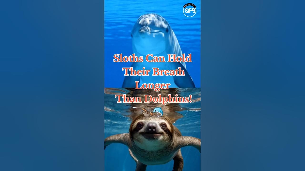 Sloths Can Hold Their Breath Longer Than Dolphins! 🦥🐬 #subscribe #facts ...
