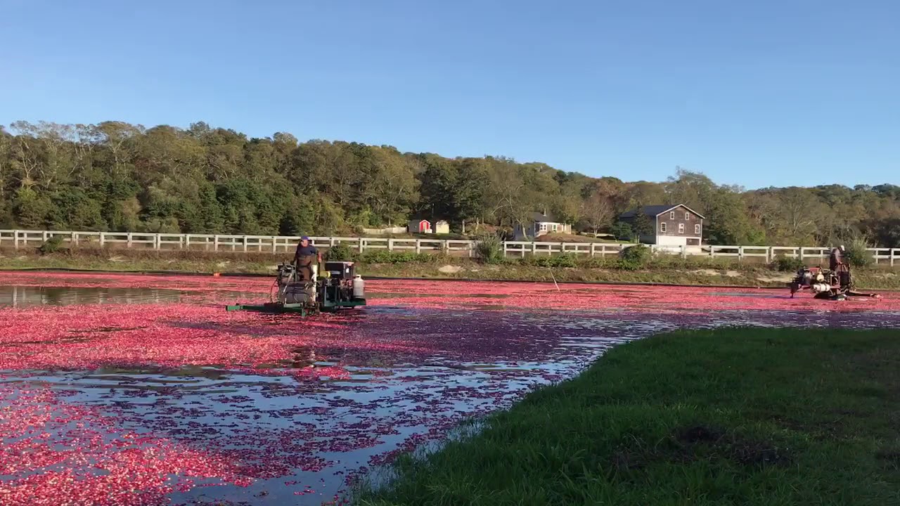 Bourne Farm Bogs Cranberry Harvest, 2017 - YouTube