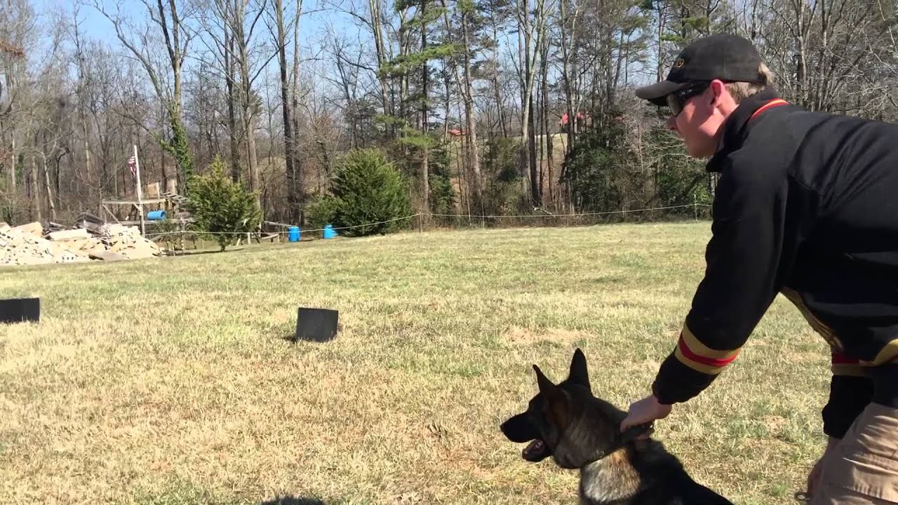 Explosives Detection Dog Working with Dog Distractions - YouTube