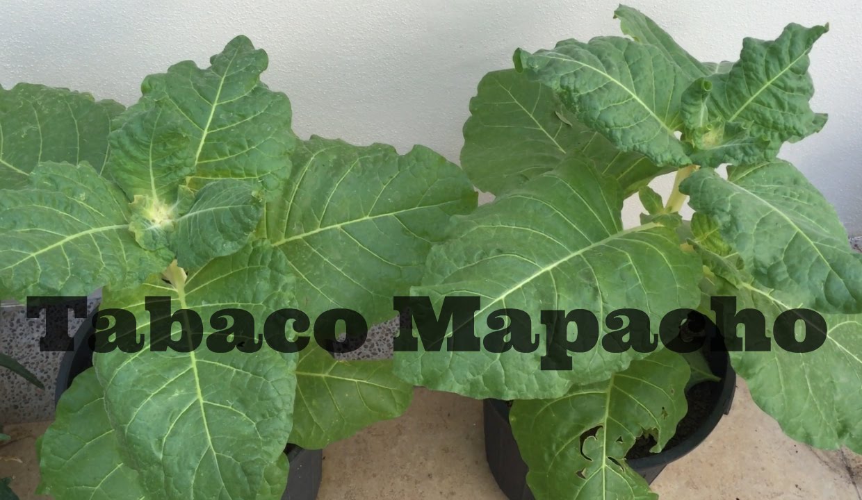 How To Grow Tobacco | Tabaco Mapacho | Noviembre 2015 | Huerto Urbano ...
