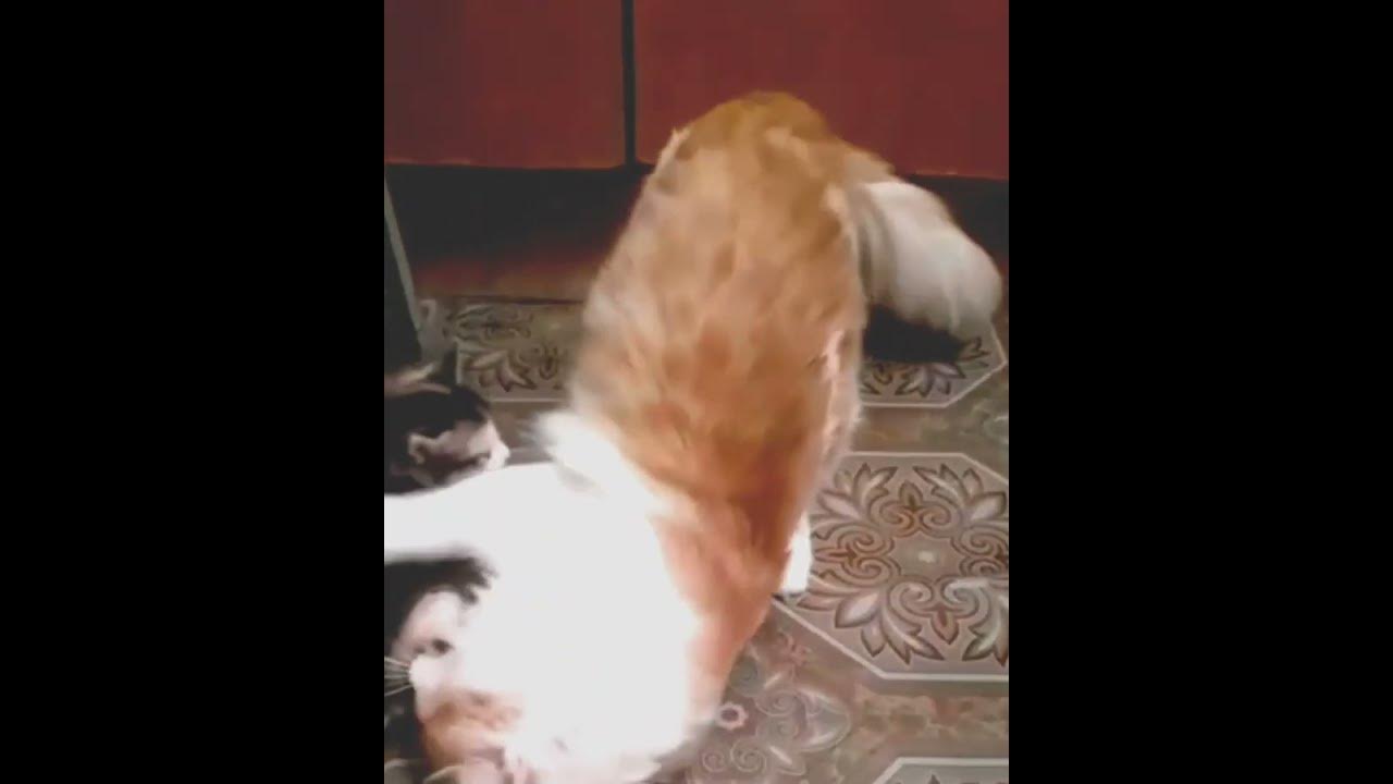 Папа кот играет с котятами # кошки #котята #животные - YouTube
