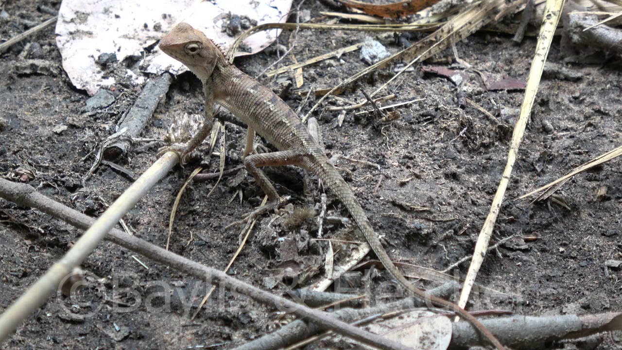 Common Garden Lizard, Cambodia. 20190429_132732.uhd - YouTube