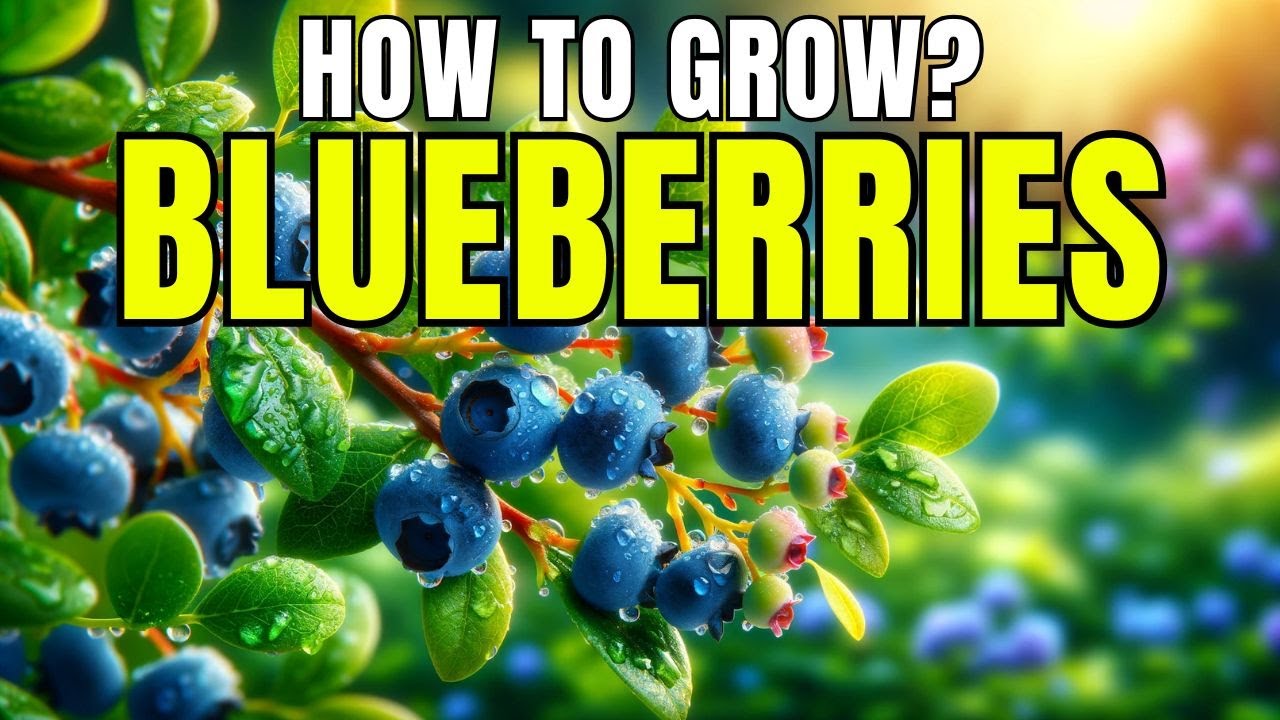 Easy Guide to Growing Blueberries at Home - YouTube