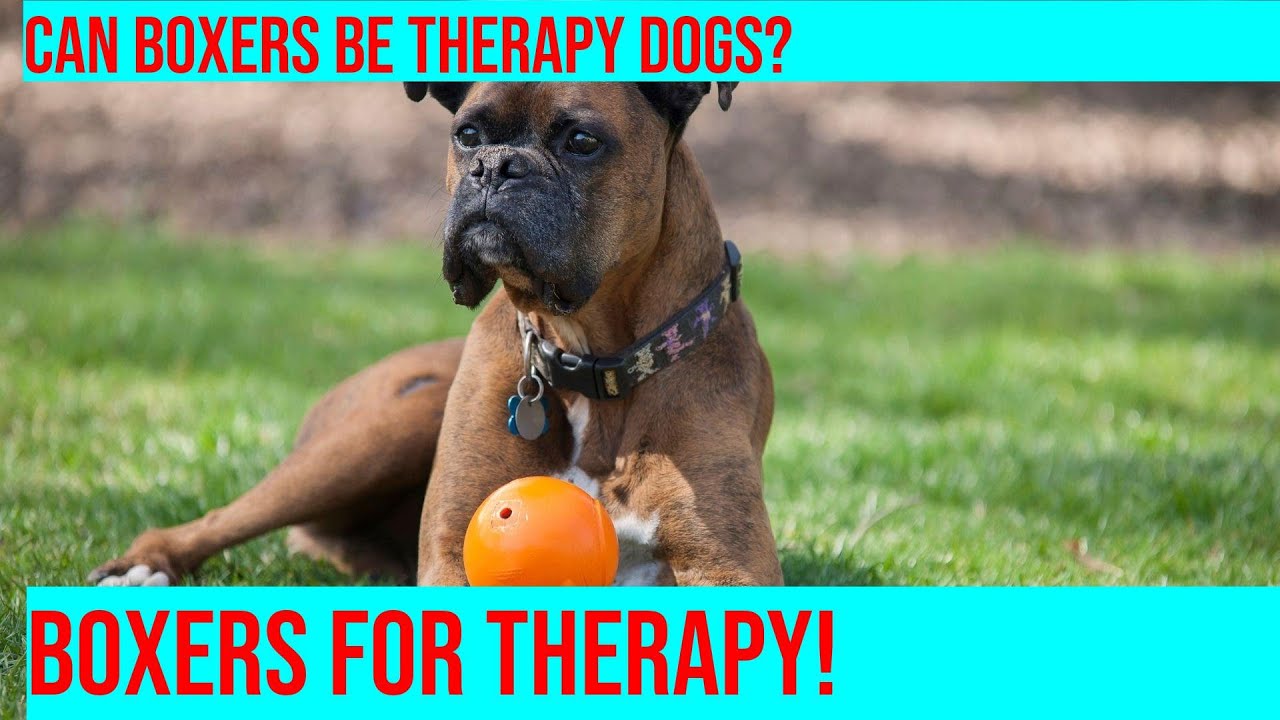 Can Boxers Be Trained As Therapy Dogs? - YouTube