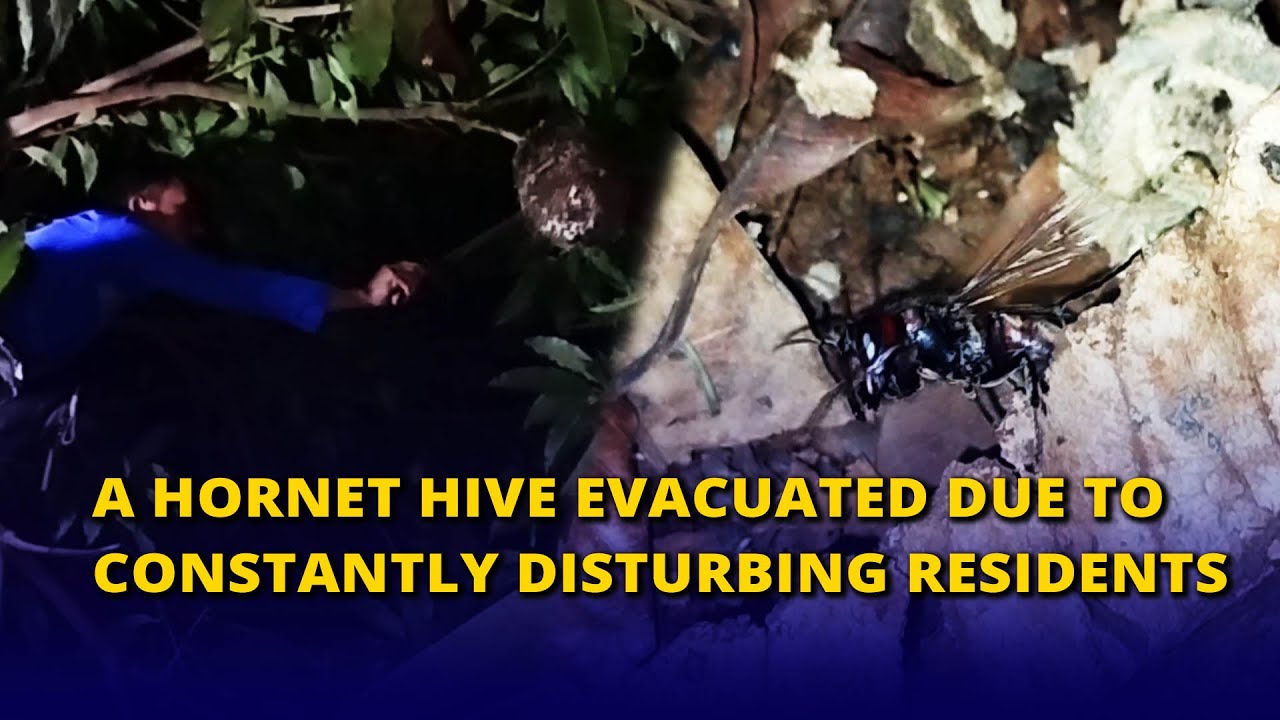 The Firefighter Took An Entire Hour To Evacuate Vespa Hornet’s Hive ...