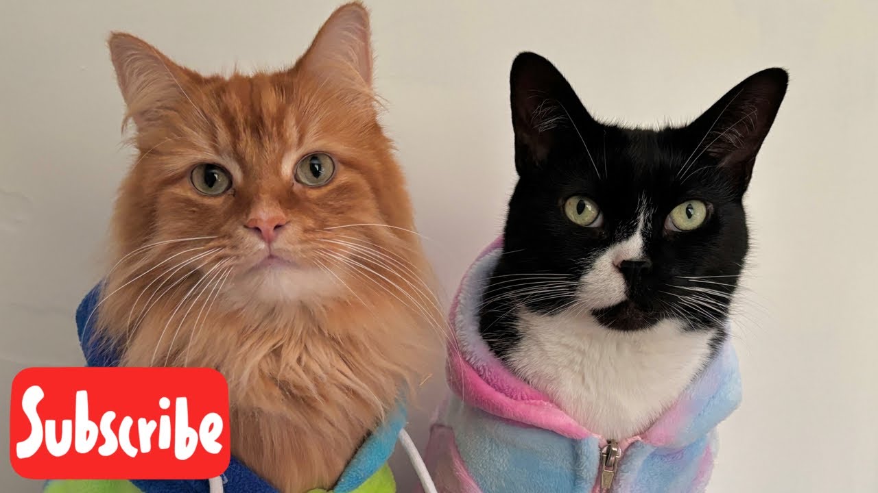 TGIF - Friday Fluff - Live Stream - YouTube